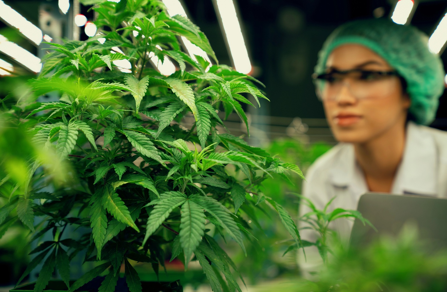 TESU launches new cannabis certificate programs