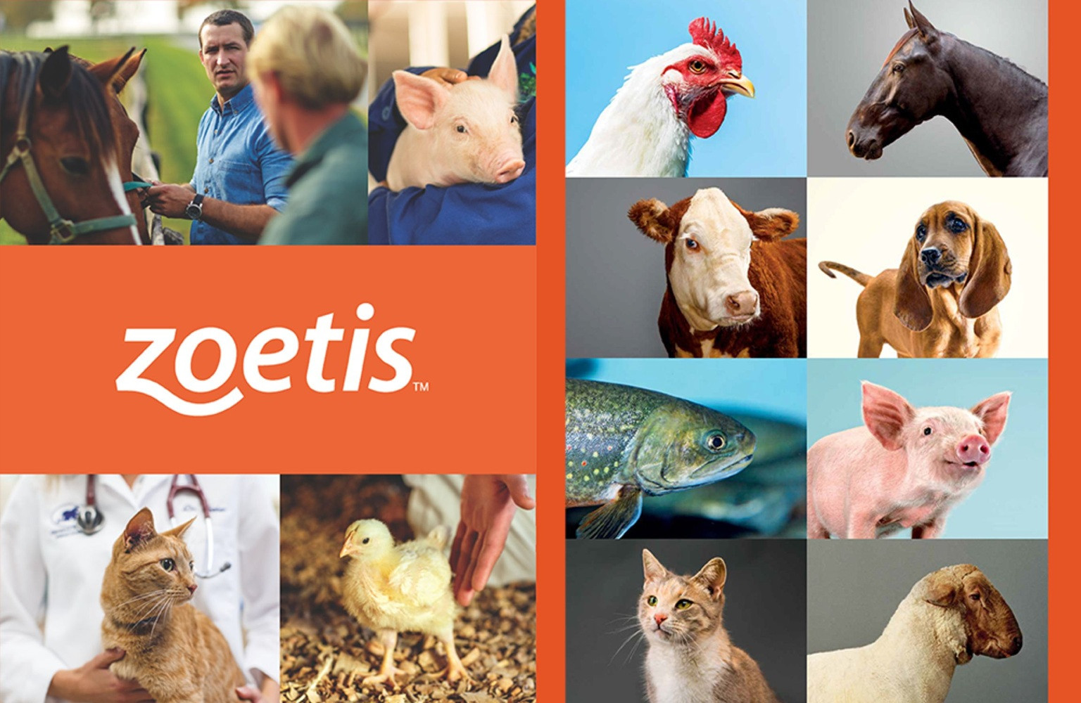 Zoetis appoints Stephanie Tilenius to board of directors - BINJE | New ...